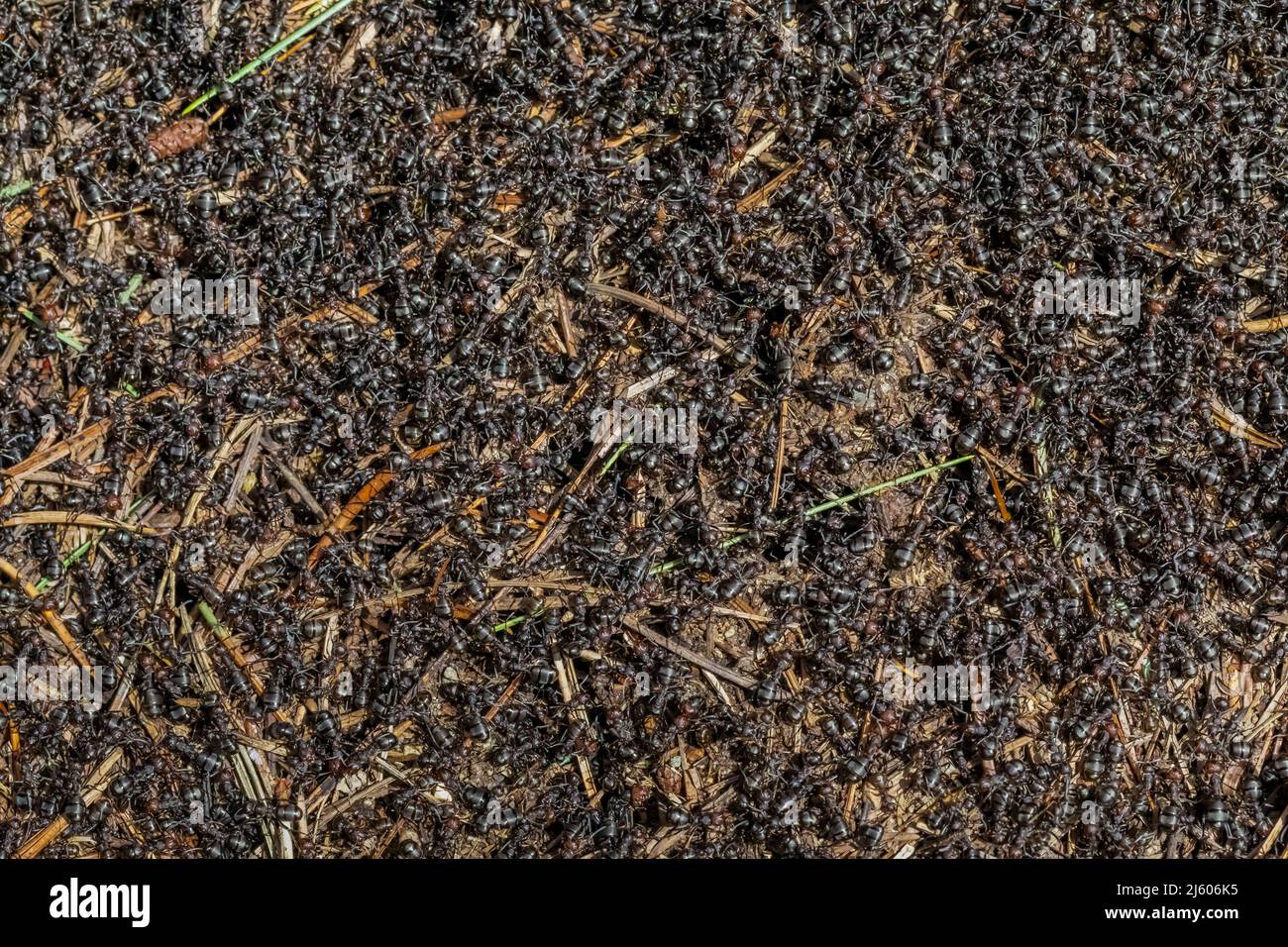 Thatch mound ant hi-res stock photography and images - Alamy