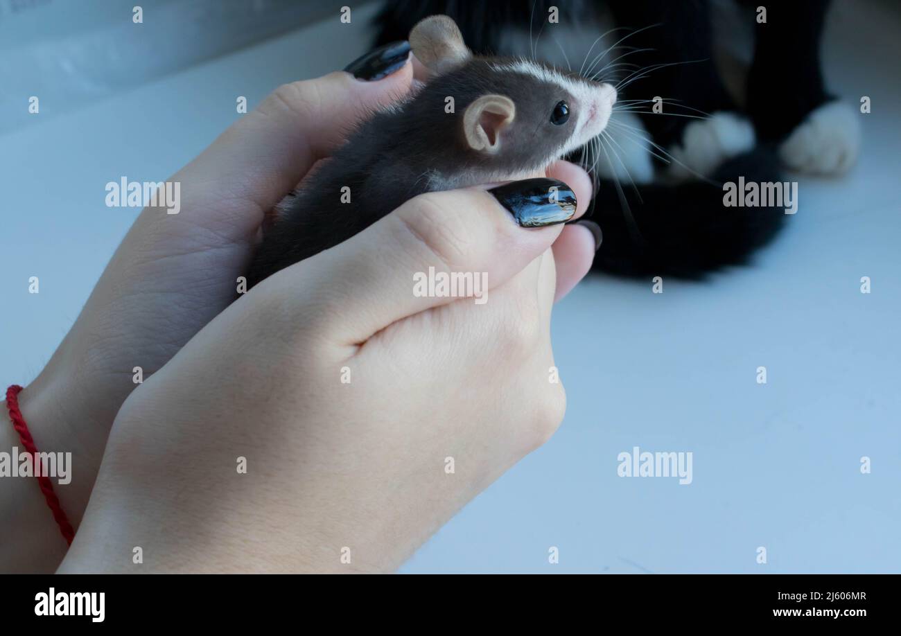 Hand mouse in house hi-res stock photography and images - Alamy