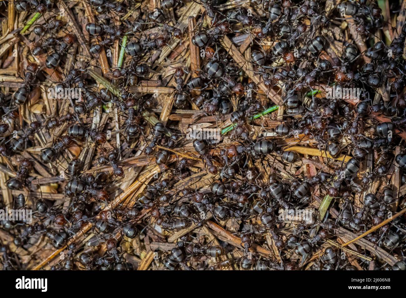 Western Thatching Ants, Formica obscuripes, have created a tall mound ...