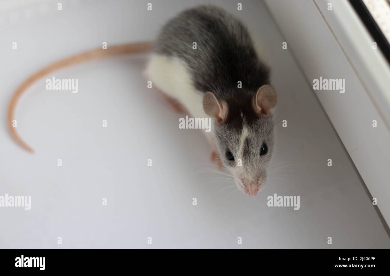 Large rat small rat hi-res stock photography and images - Alamy
