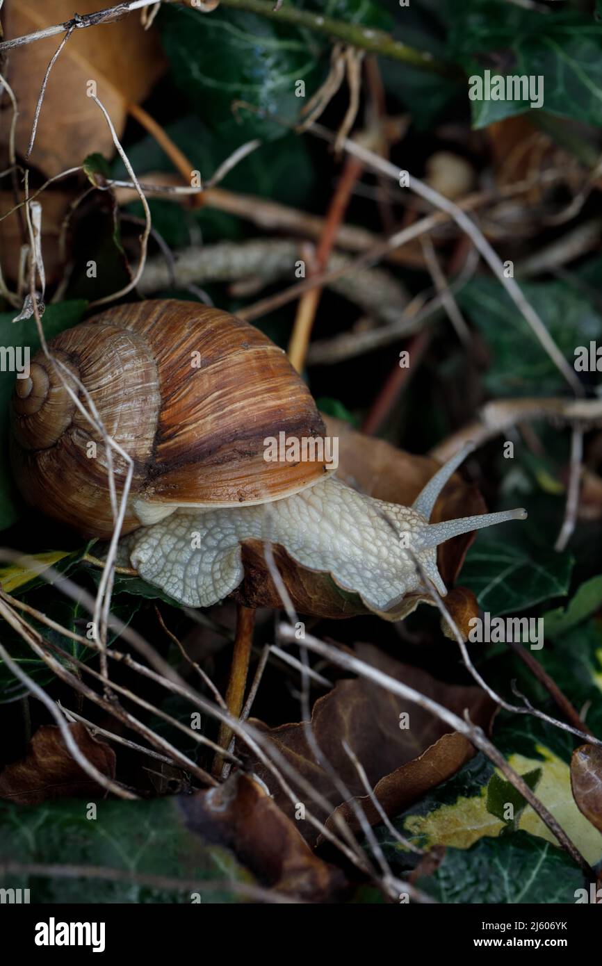 Snail Escargot On The Ground Stock Photo - Alamy
