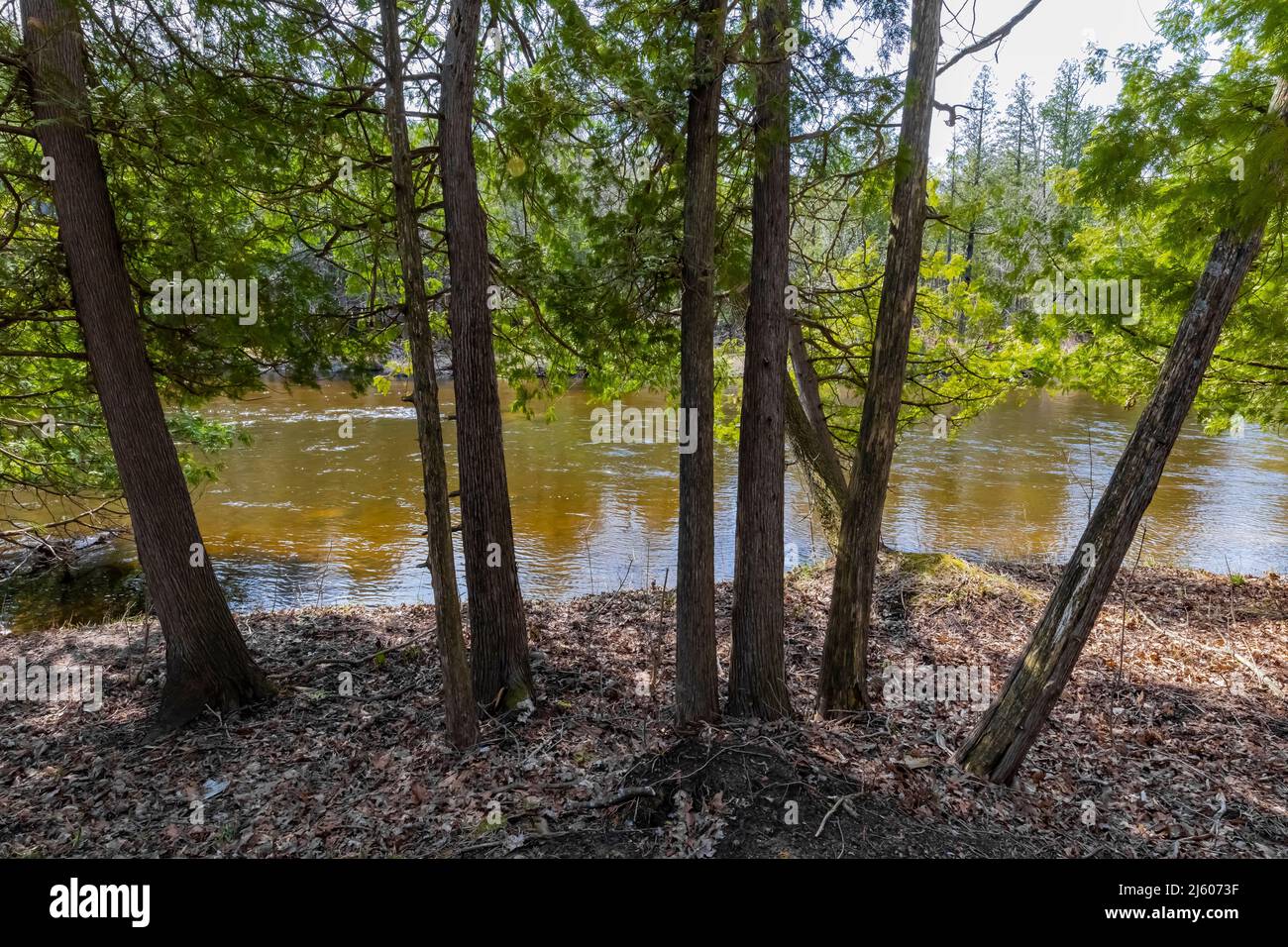 Northern White Cedar, Thuja occidentalis, trees along the Chippew River ...