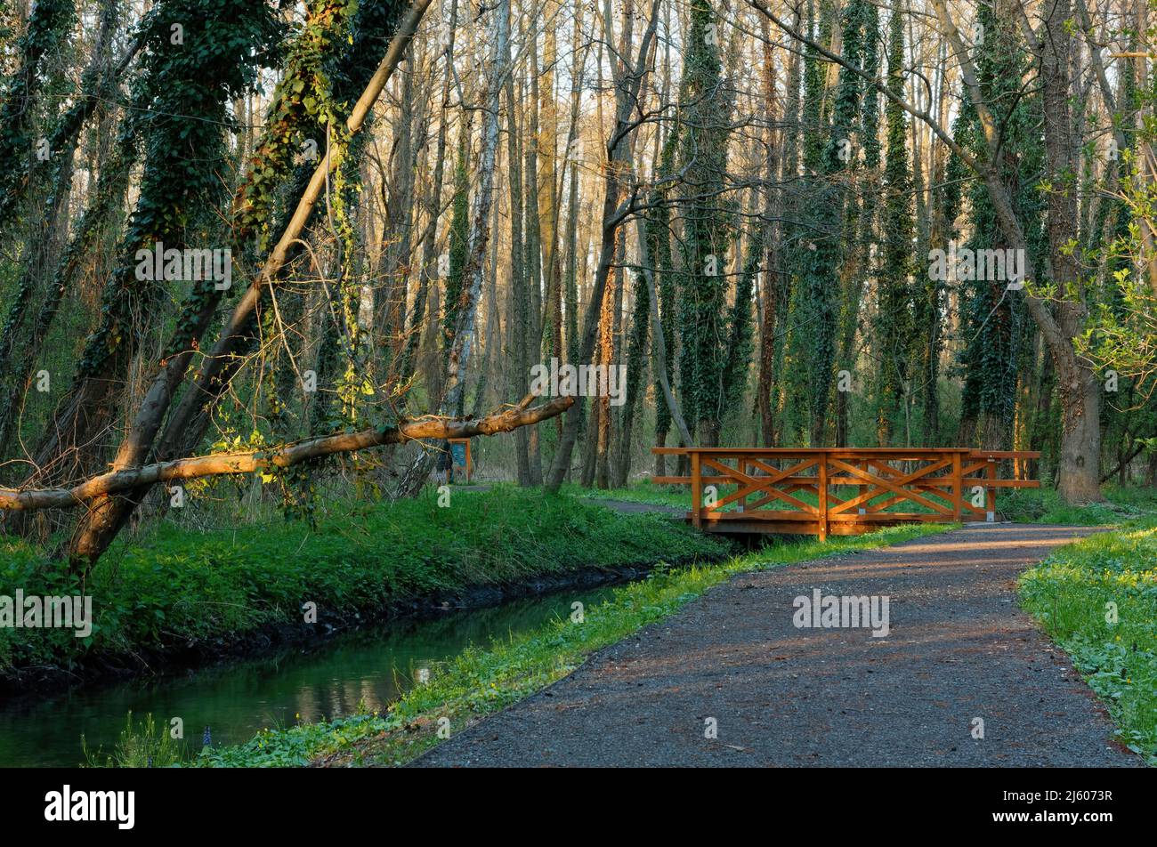 Small wooden pedestrian bridge over a brook in a forest next to the ...