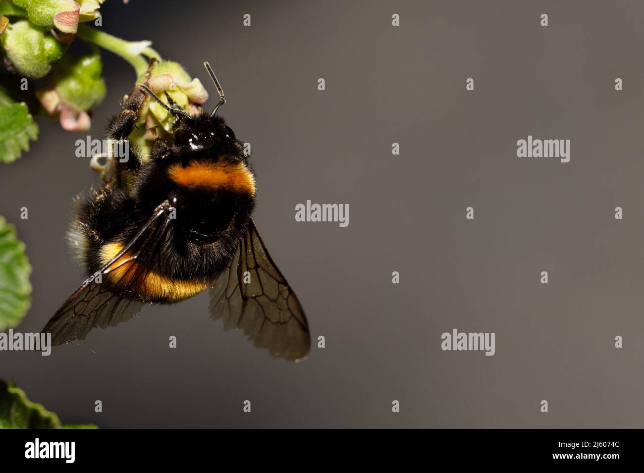 Bumblebee Bug On A Flower Of Black Currant Stock Photo - Alamy