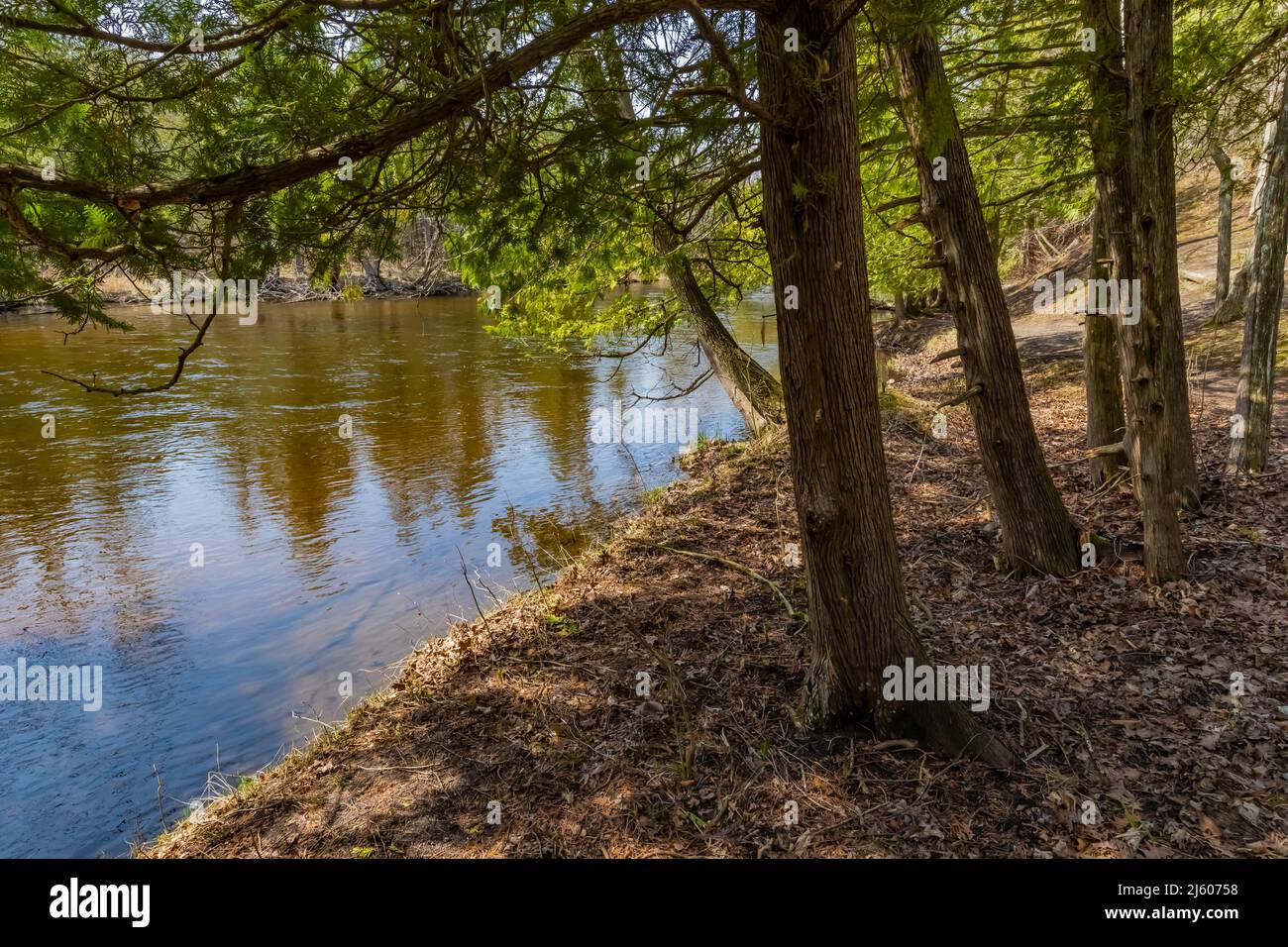 Northern White Cedar, Thuja occidentalis, trees along the Chippew River ...