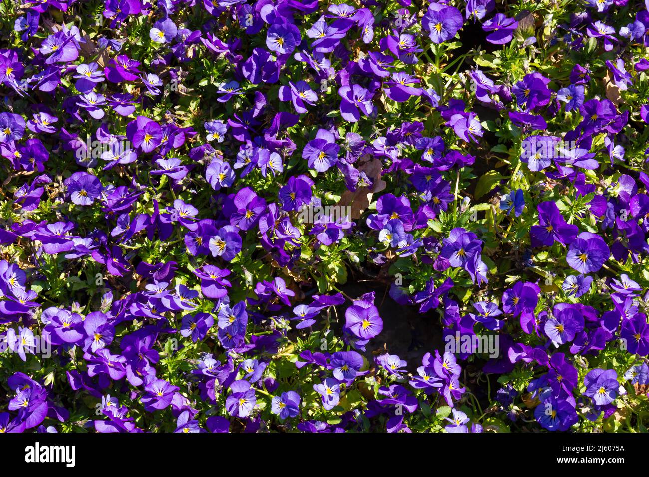 Beautiful blue purple violets hi-res stock photography and images - Alamy