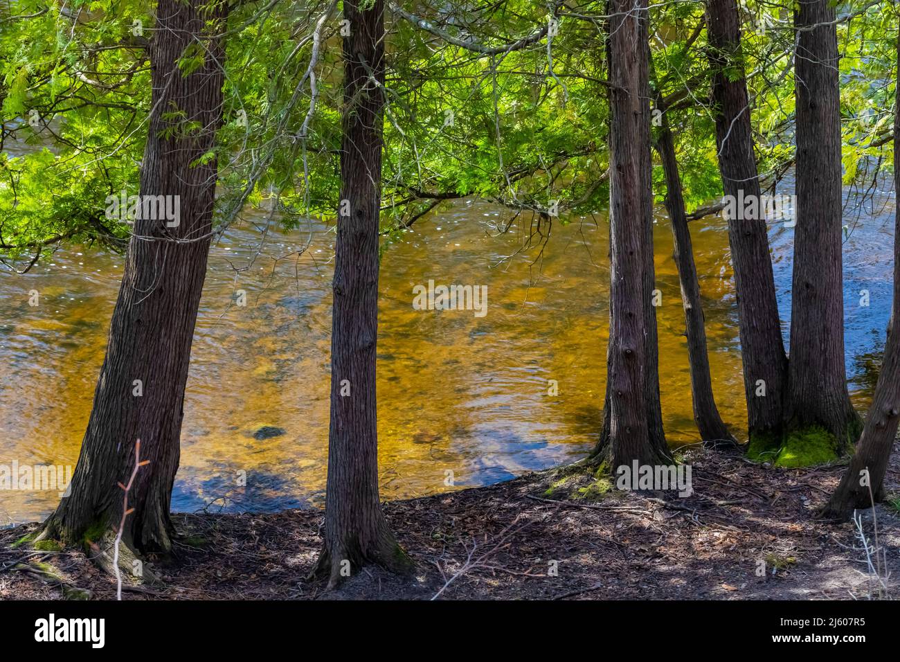 Northern White Cedar, Thuja occidentalis, trees along the Chippew River ...