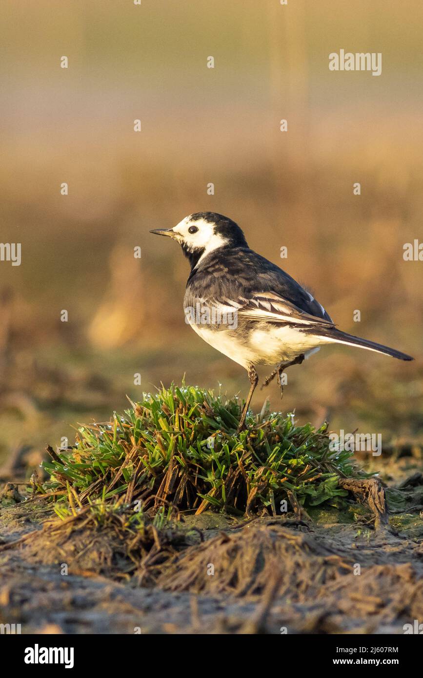 Female pied wagtail hi-res stock photography and images - Alamy