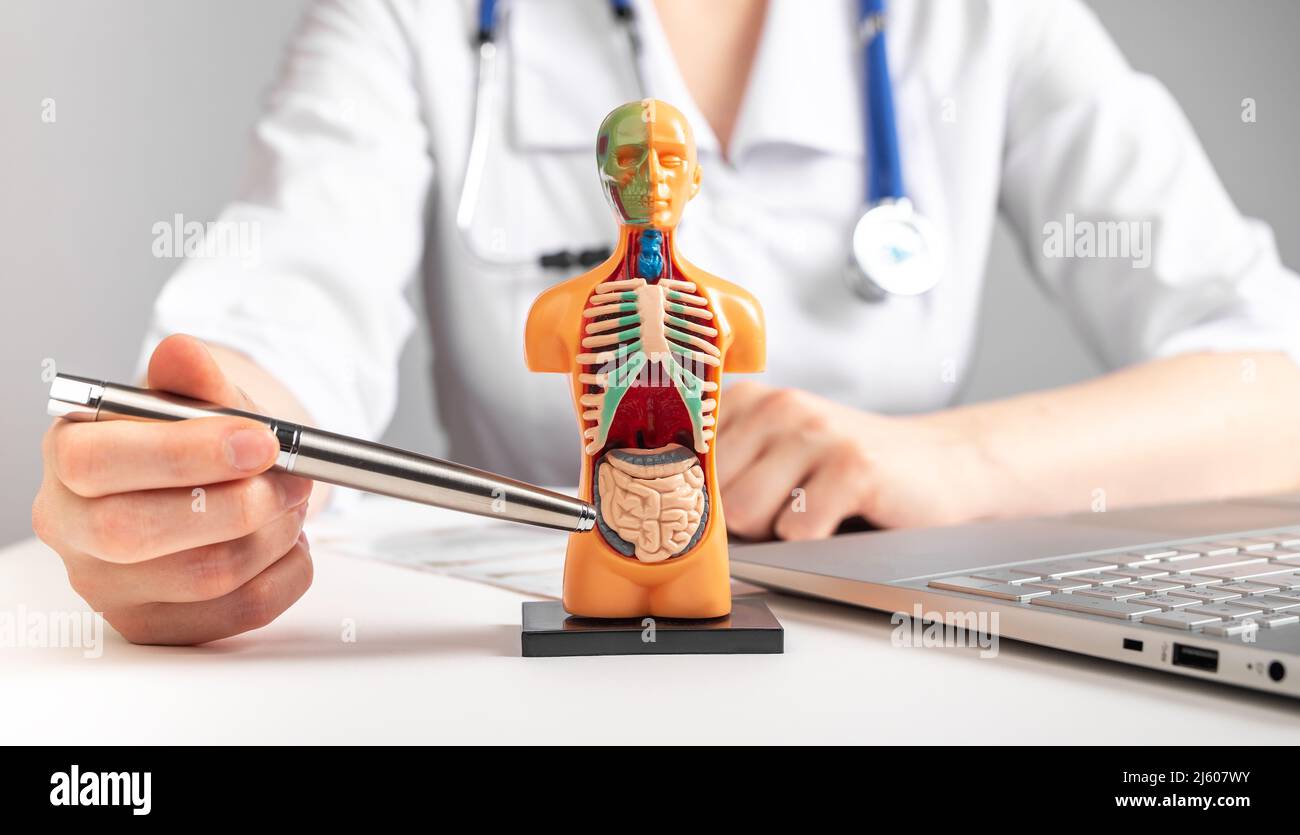 Doctor showing intestines at 3d human model with internal organs. Woman ...