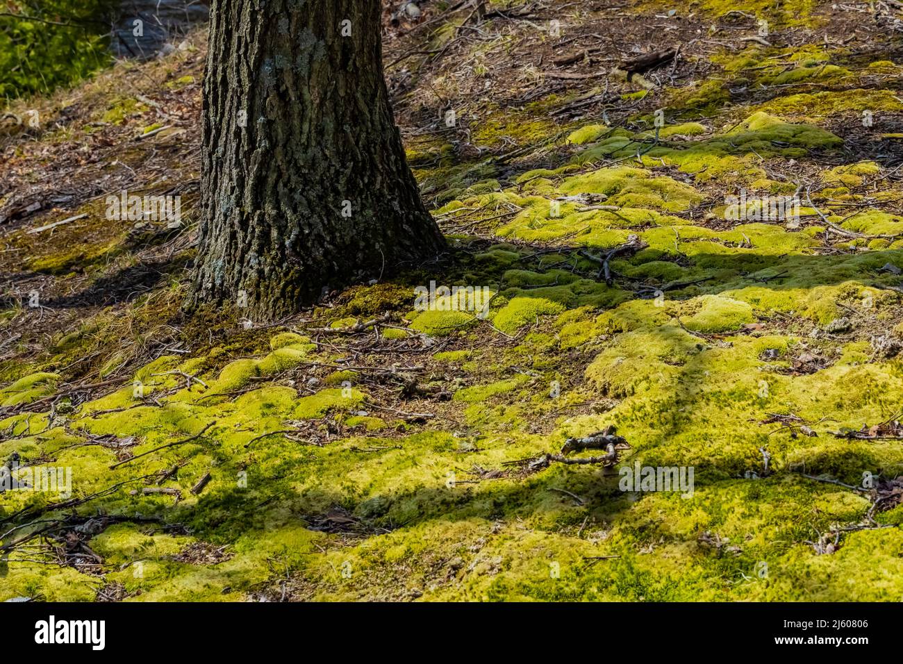 Moss lushly growing in a patch of the forest floor in Sylvan Solace ...