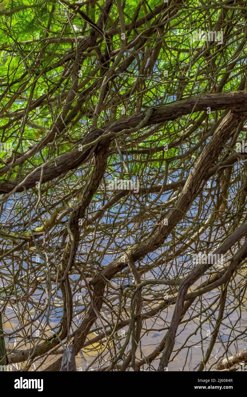 Northern White Cedar, Thuja occidentalis, trees along the Chippew River ...
