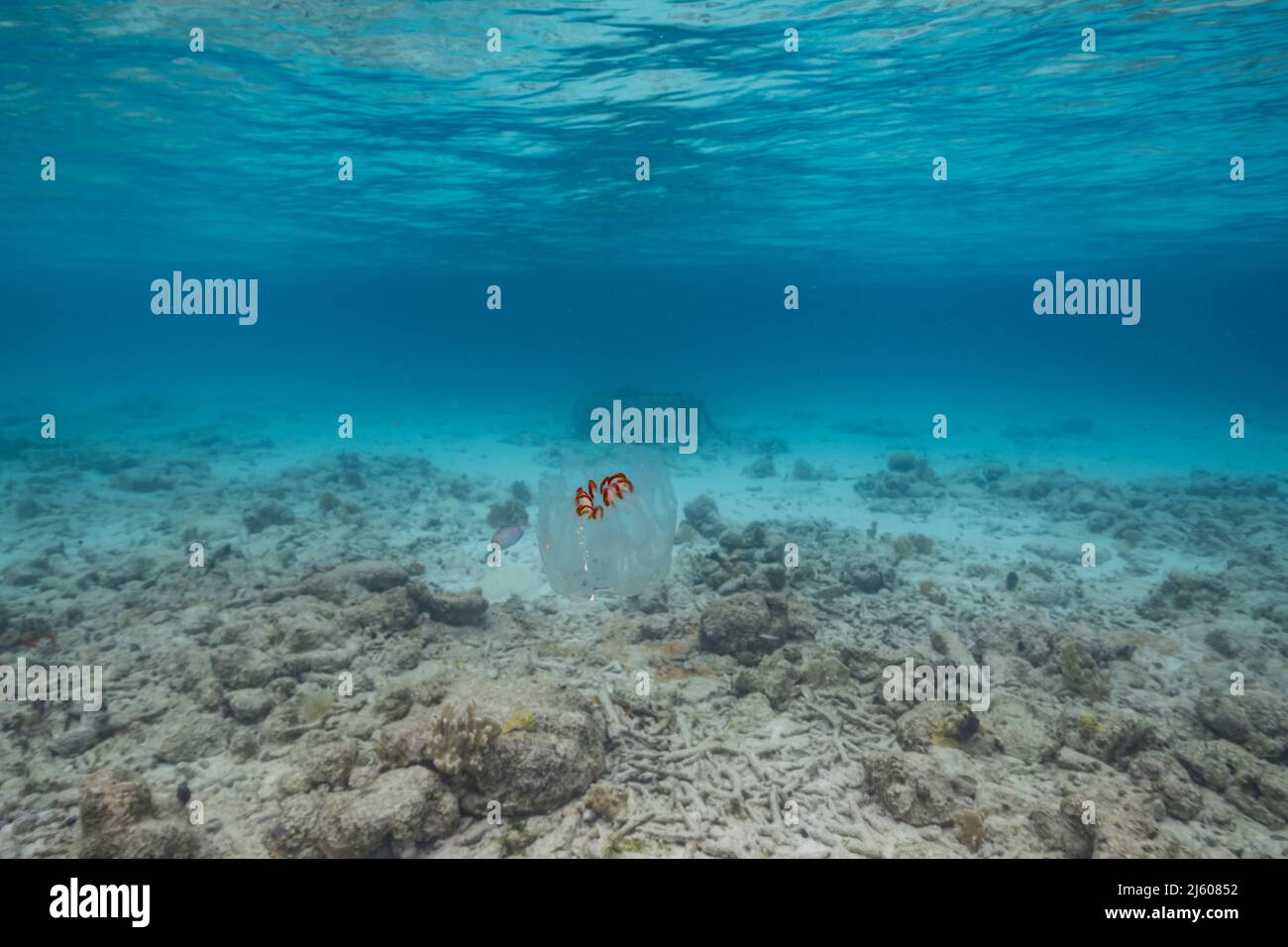 Seascape with Salp, Tunicate in the turquoise water of the Caribbean ...