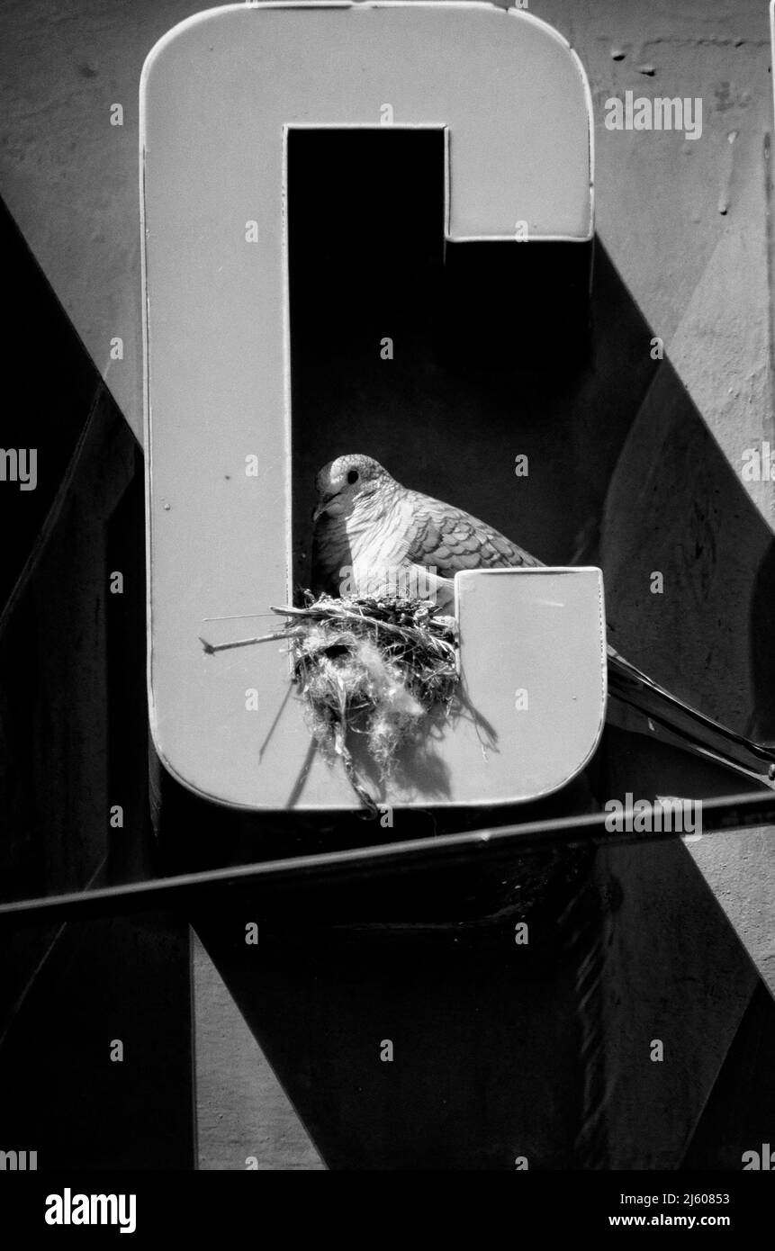 A bird makes its nest on a sign in the urban area of the Santa Tere ...