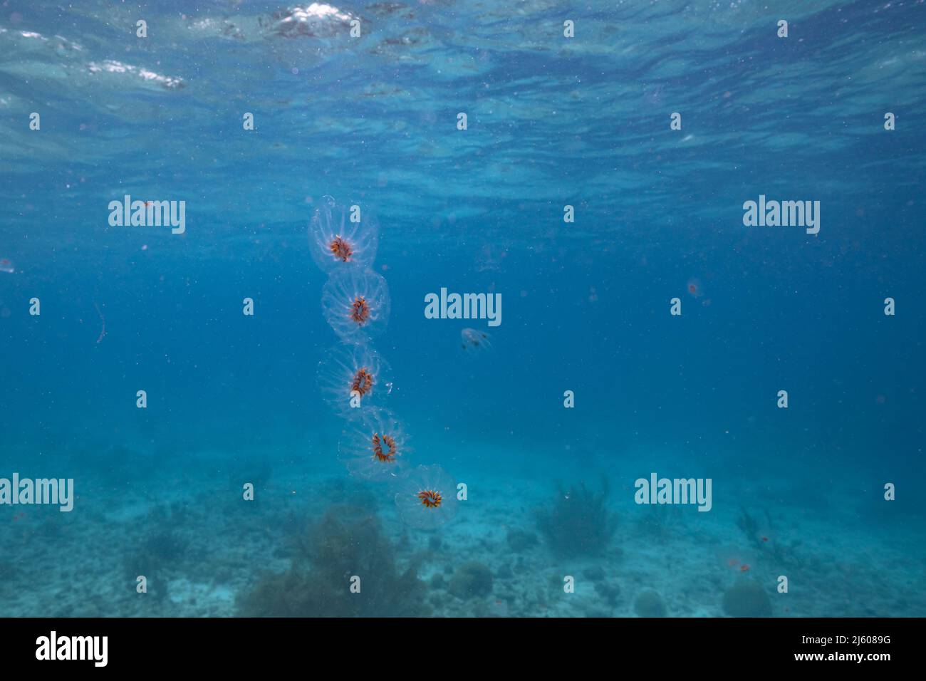 Seascape with Salp, Tunicate in the turquoise water of the Caribbean ...