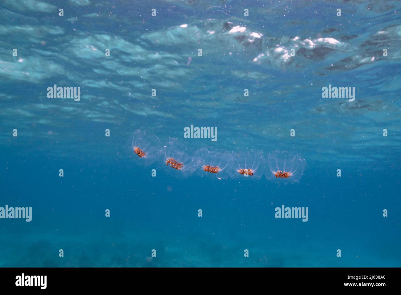Seascape with Salp, Tunicate in the turquoise water of the Caribbean ...