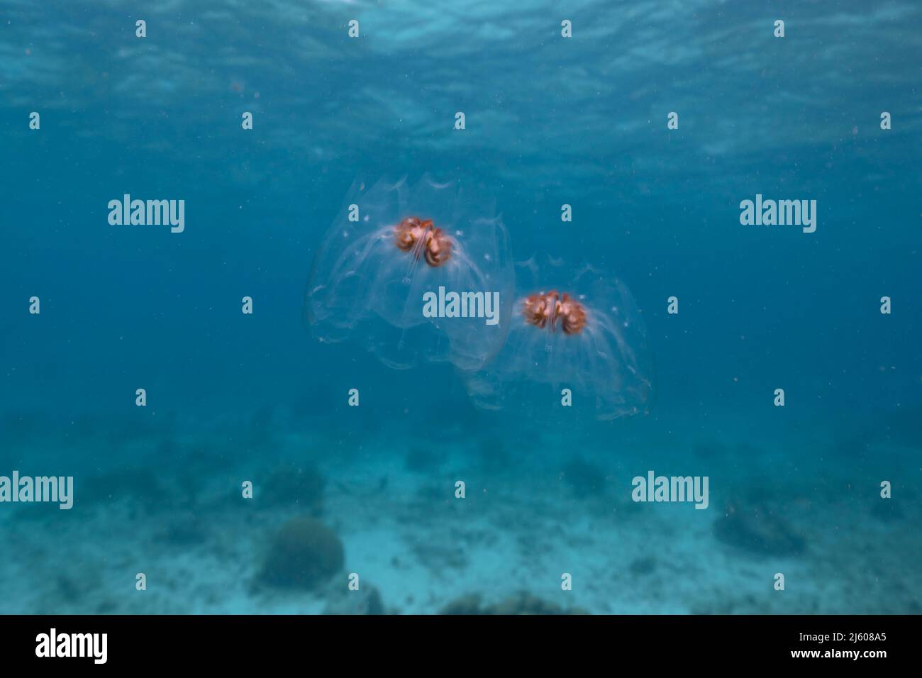 Seascape with Salp, Tunicate in the turquoise water of the Caribbean ...