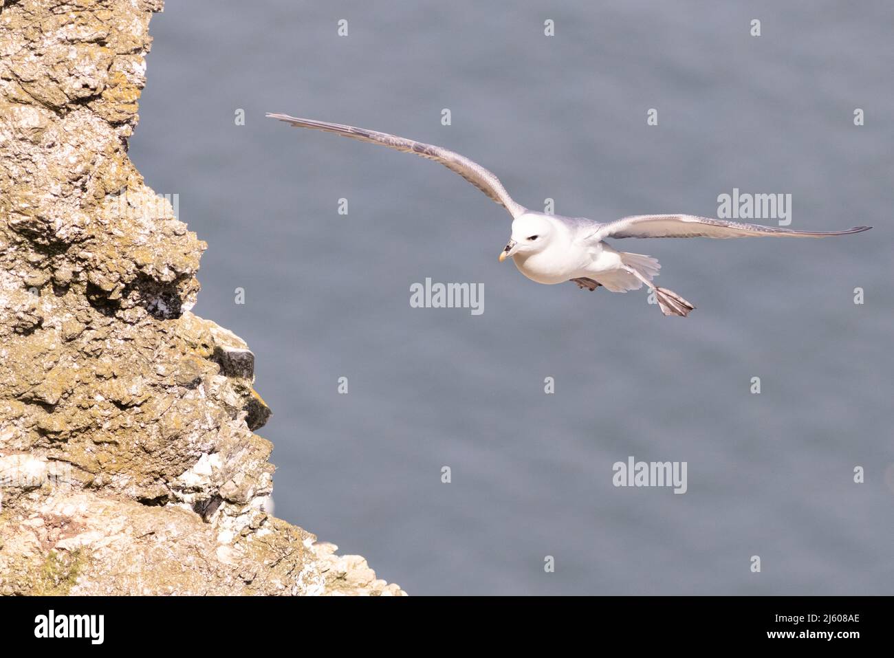 Fulmar (Fulmarus glacialis) in flight Stock Photo - Alamy