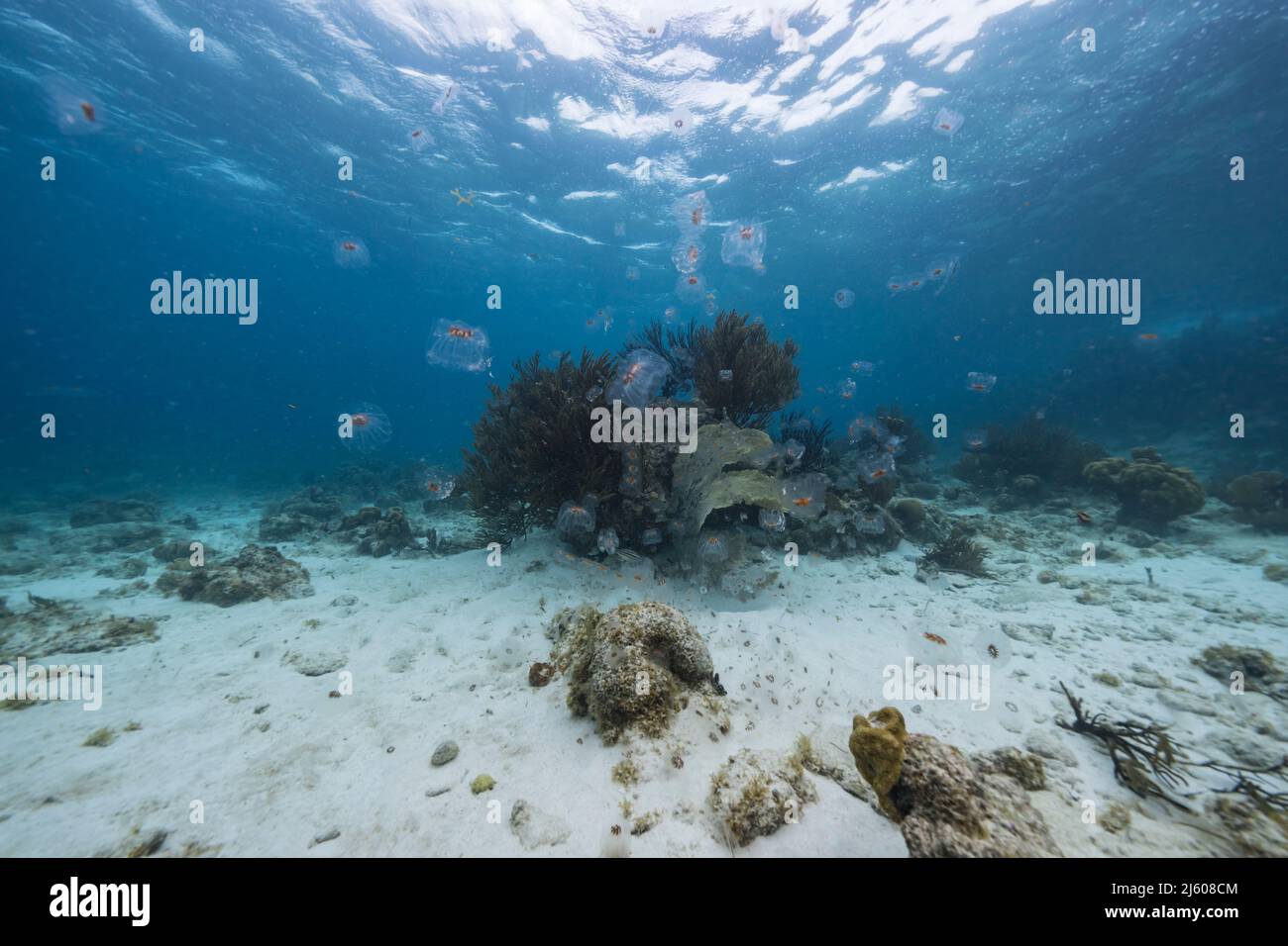 Seascape with Salp, Tunicate in the turquoise water of the Caribbean ...