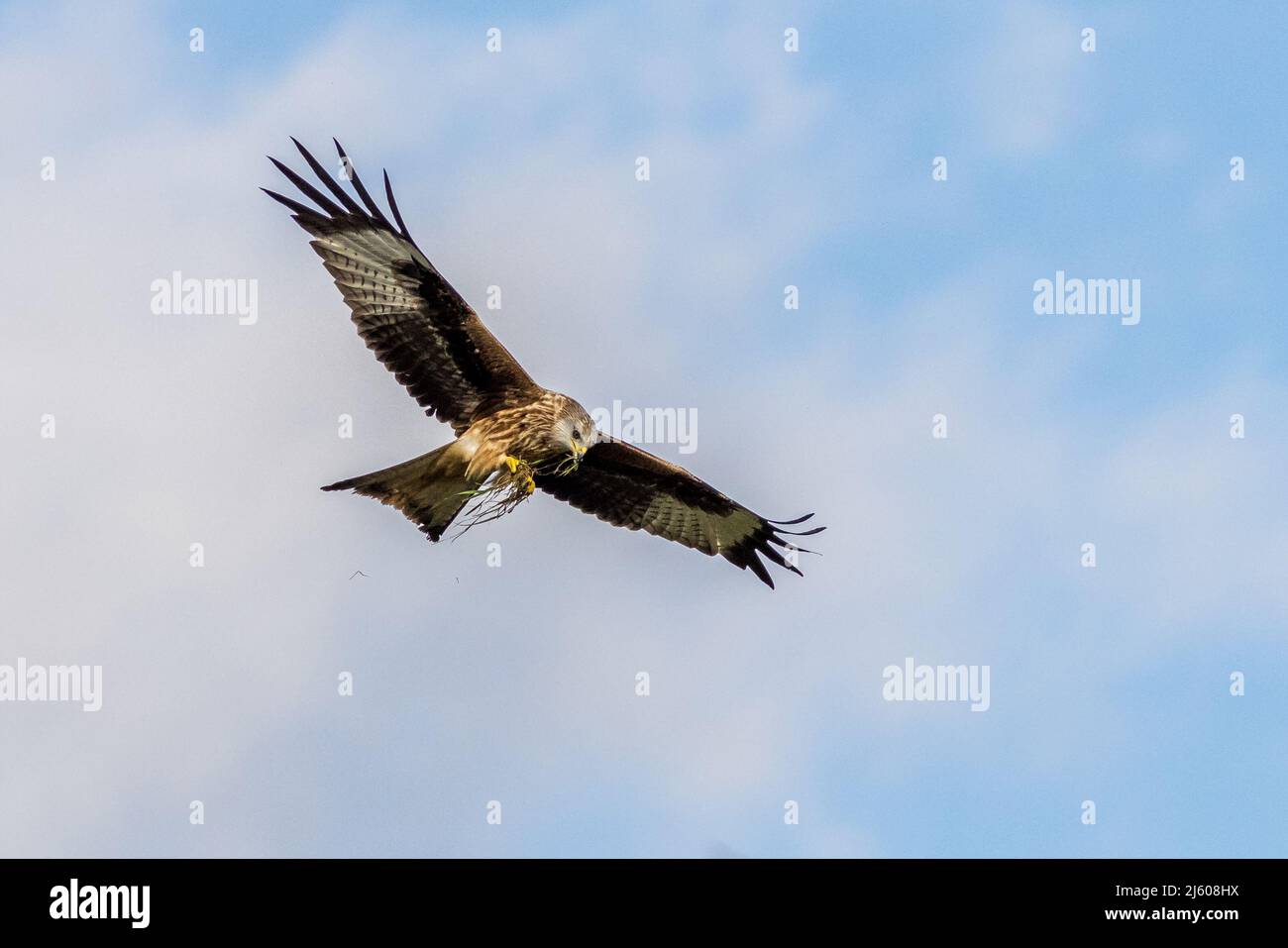 Red Kite (Milvus milvus) eating in flight Stock Photo - Alamy