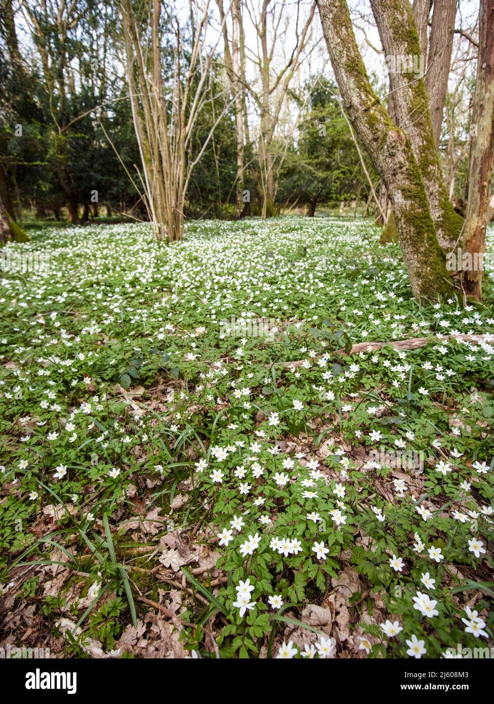 Wood anemone, close up of flower shown in natural habitat, good spring ...