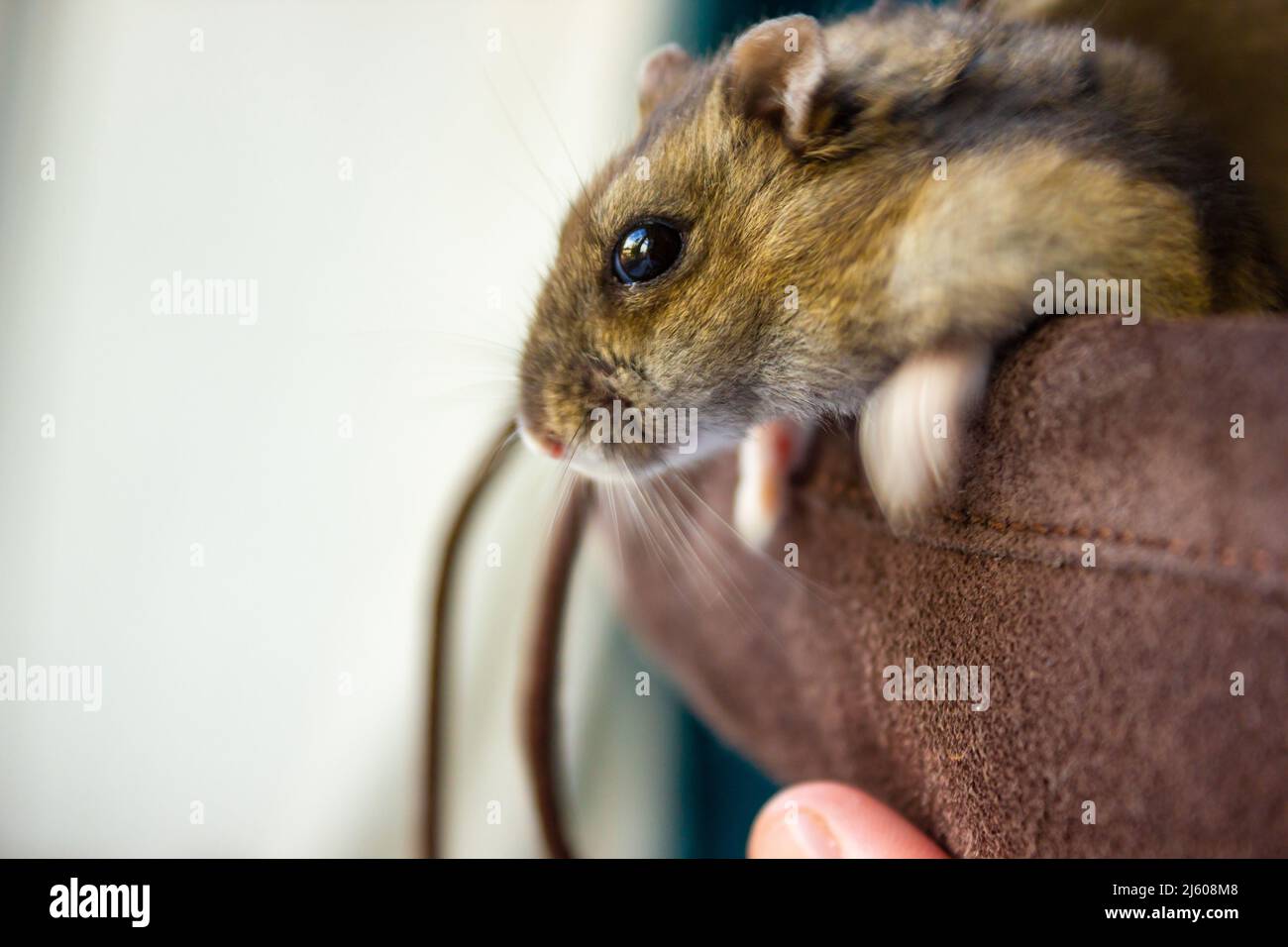 Close up hamster hi-res stock photography and images - Alamy