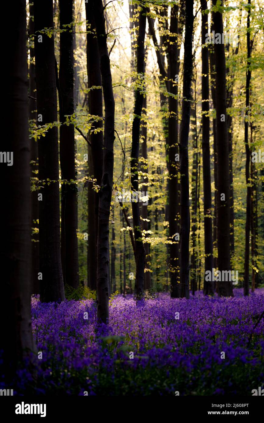Blue forest Hallerbos in Halle, Belgium Stock Photo - Alamy