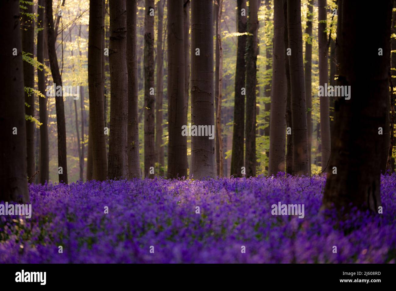 Blue forest Hallerbos in Halle, Belgium Stock Photo - Alamy
