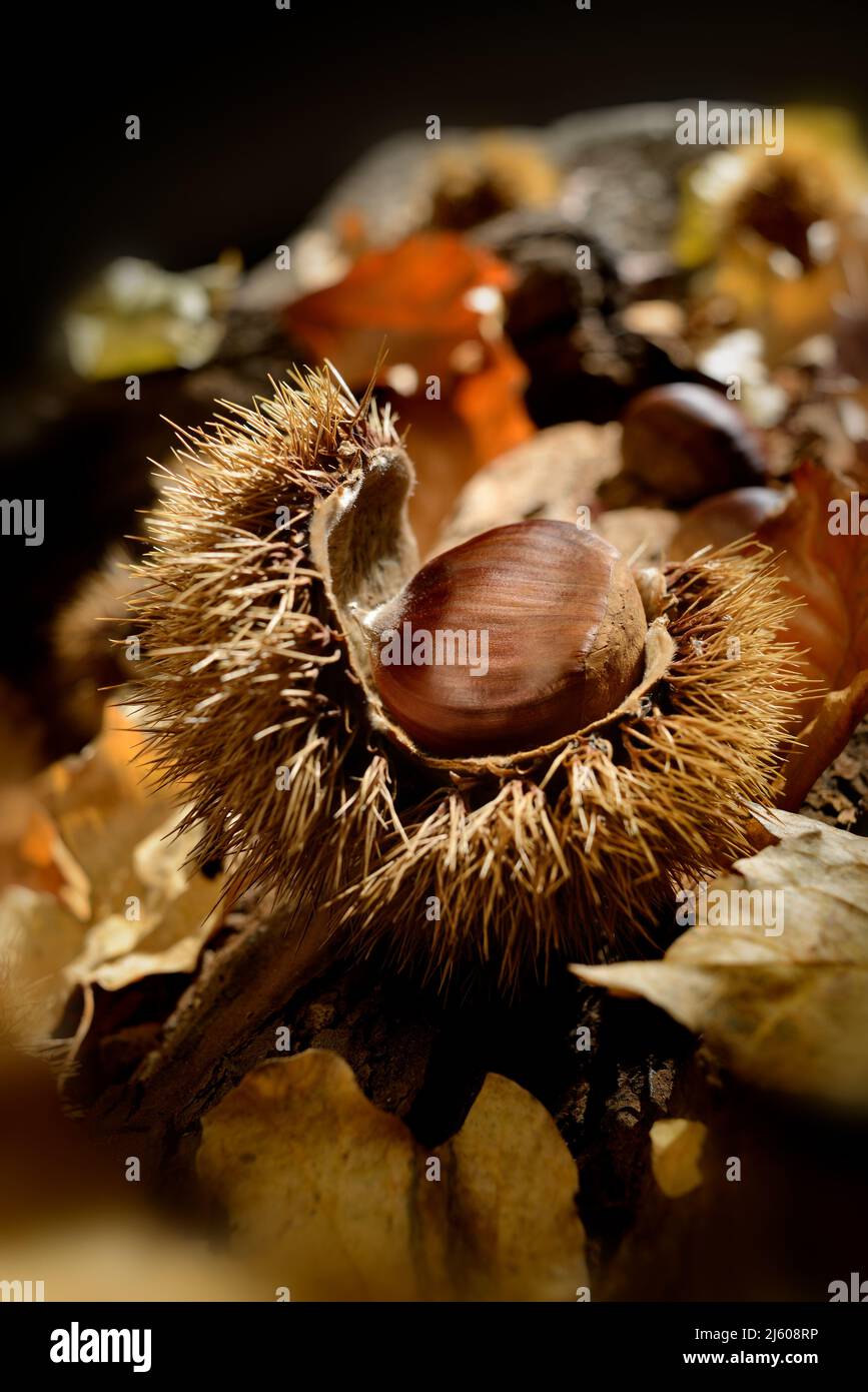 Chestnut shell on the ground hi-res stock photography and images - Alamy