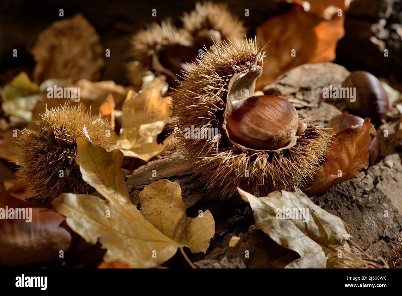 Woodland chestnuts hi-res stock photography and images - Alamy