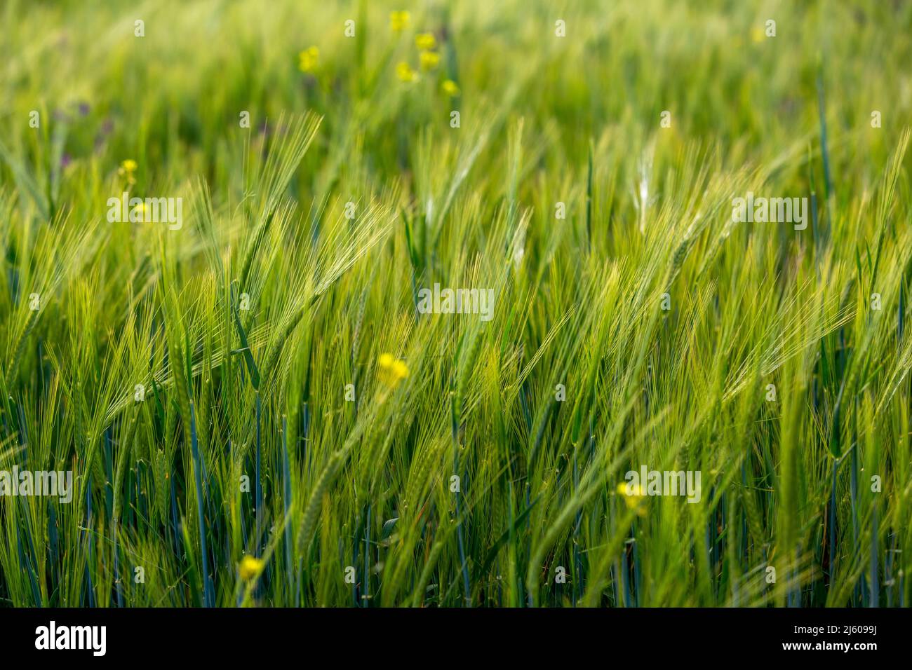 Turkey wheat field hi-res stock photography and images - Alamy