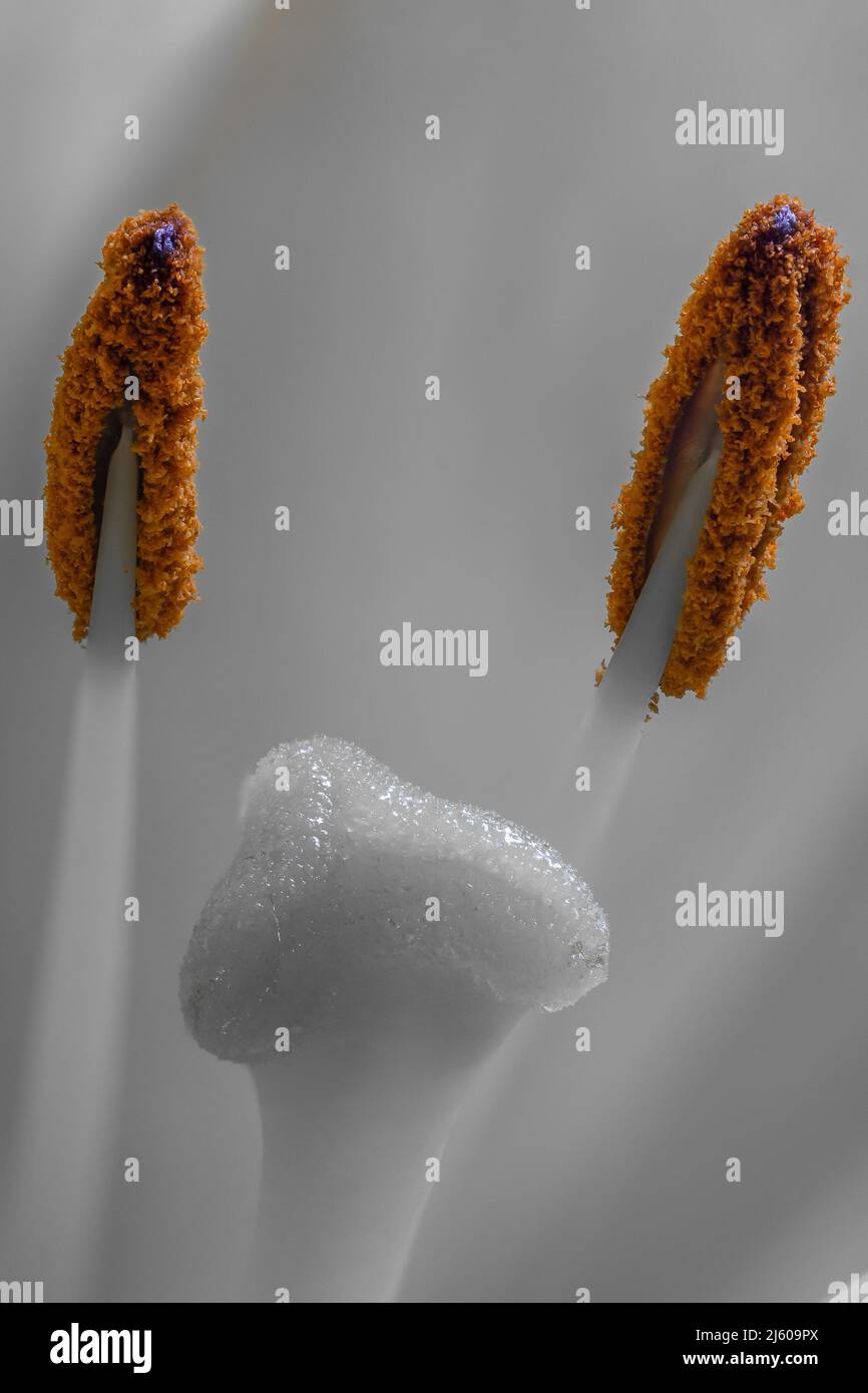 lilium Stamens and stigma of a Lily Flower Stock Photo - Alamy