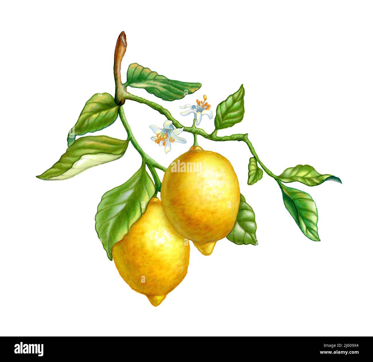 Two lemons on a branch with leavesand flowers. Traditional illustration ...