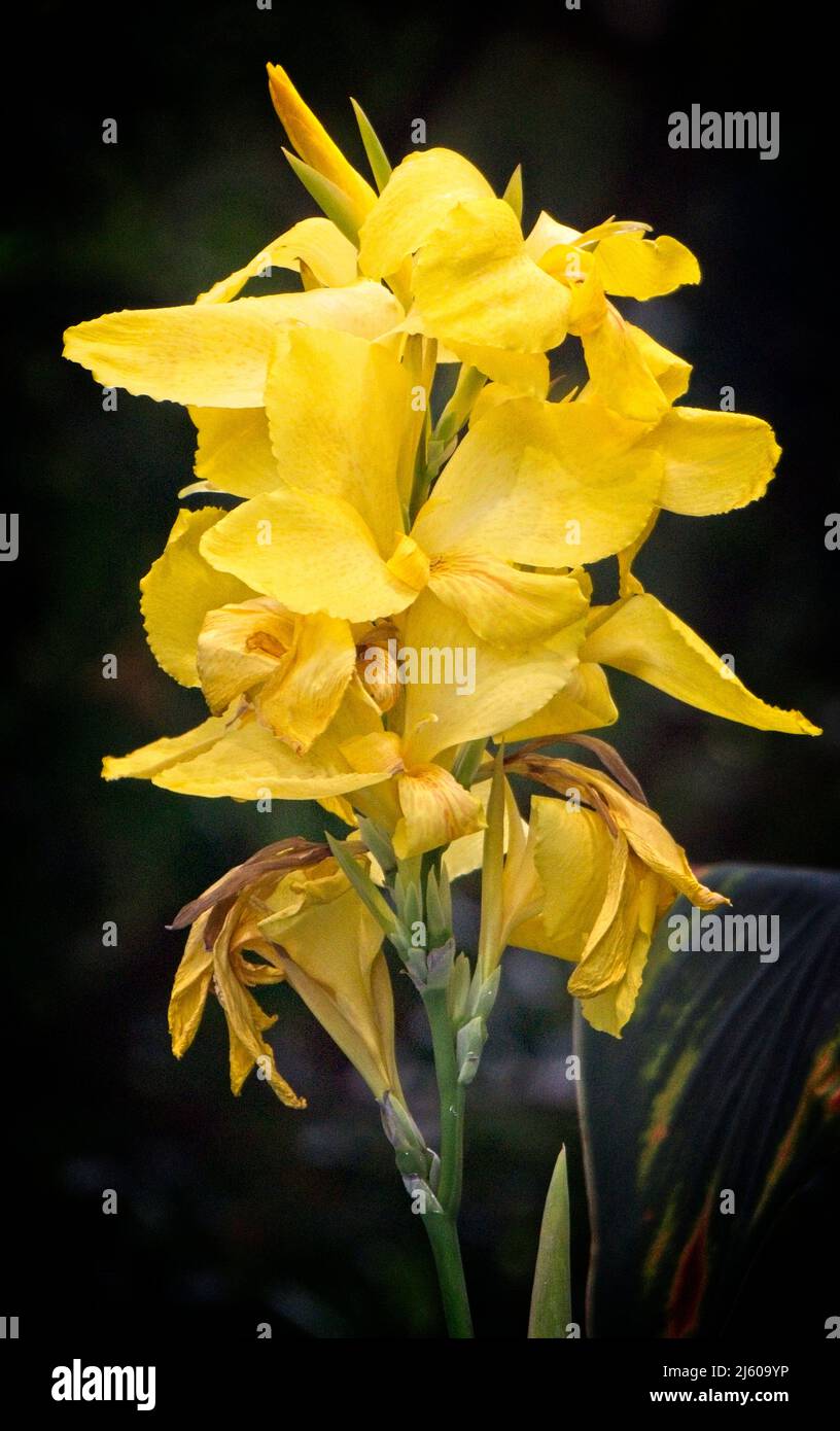 Calgary flowers hi-res stock photography and images - Alamy