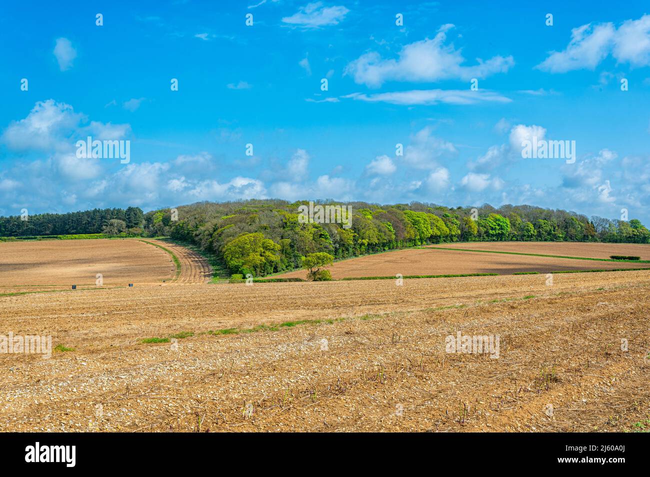 Landscape view of arable land and woodland in North west Norfolk, UK ...