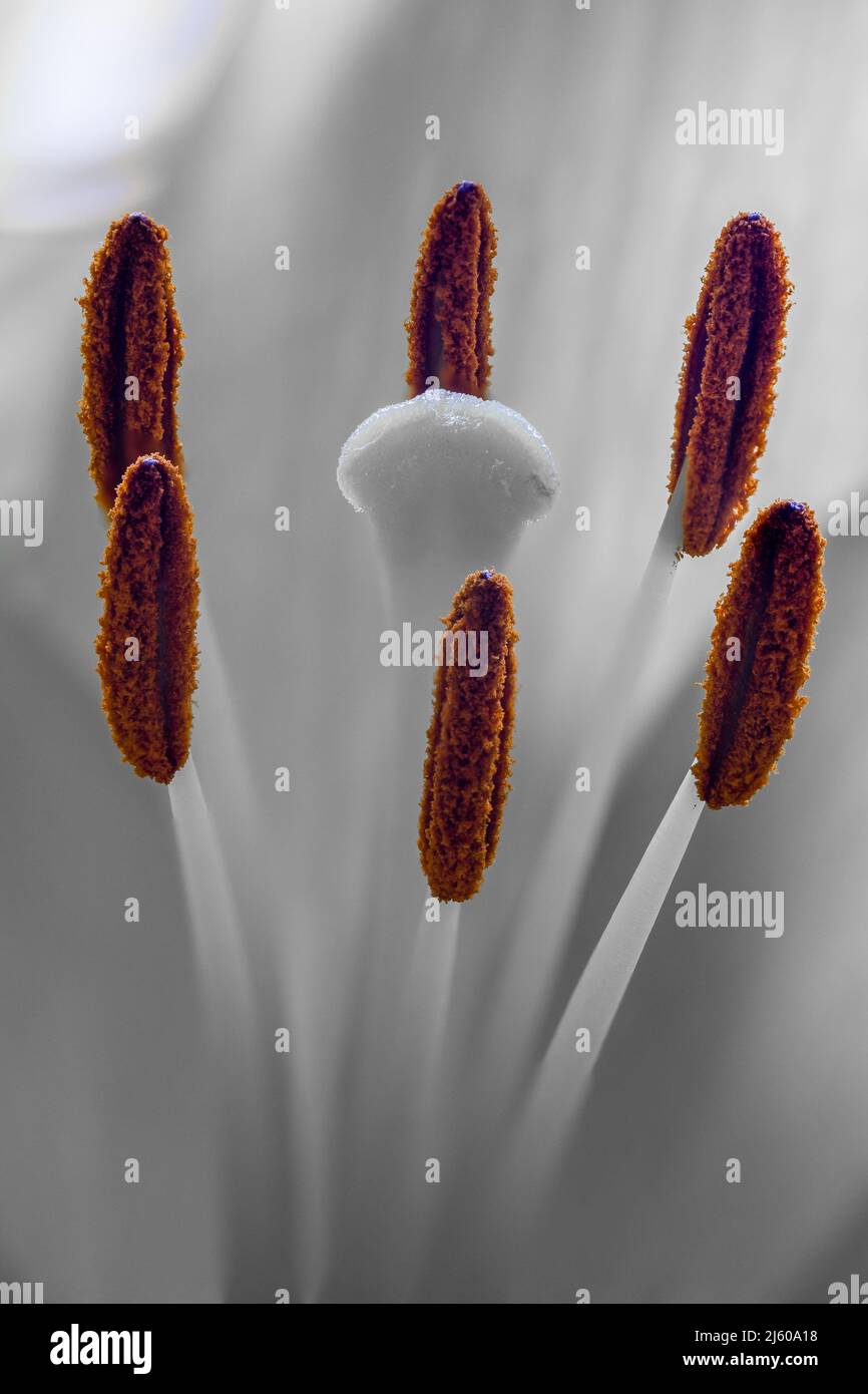 lilium Stamens and stigma of a Lily Flower Stock Photo - Alamy