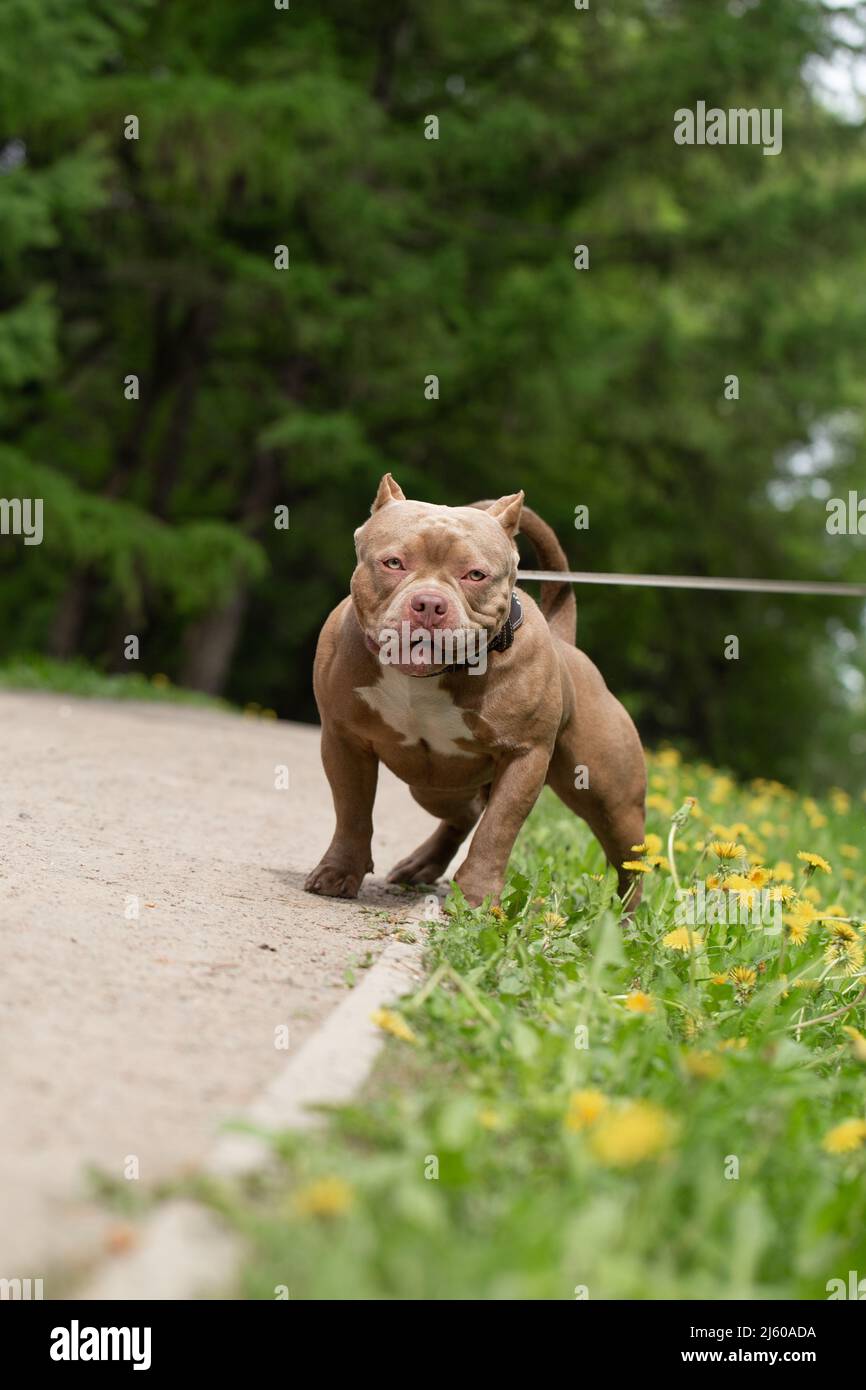 An American Bully dog on a walk in the park on a leash. Green grass and ...