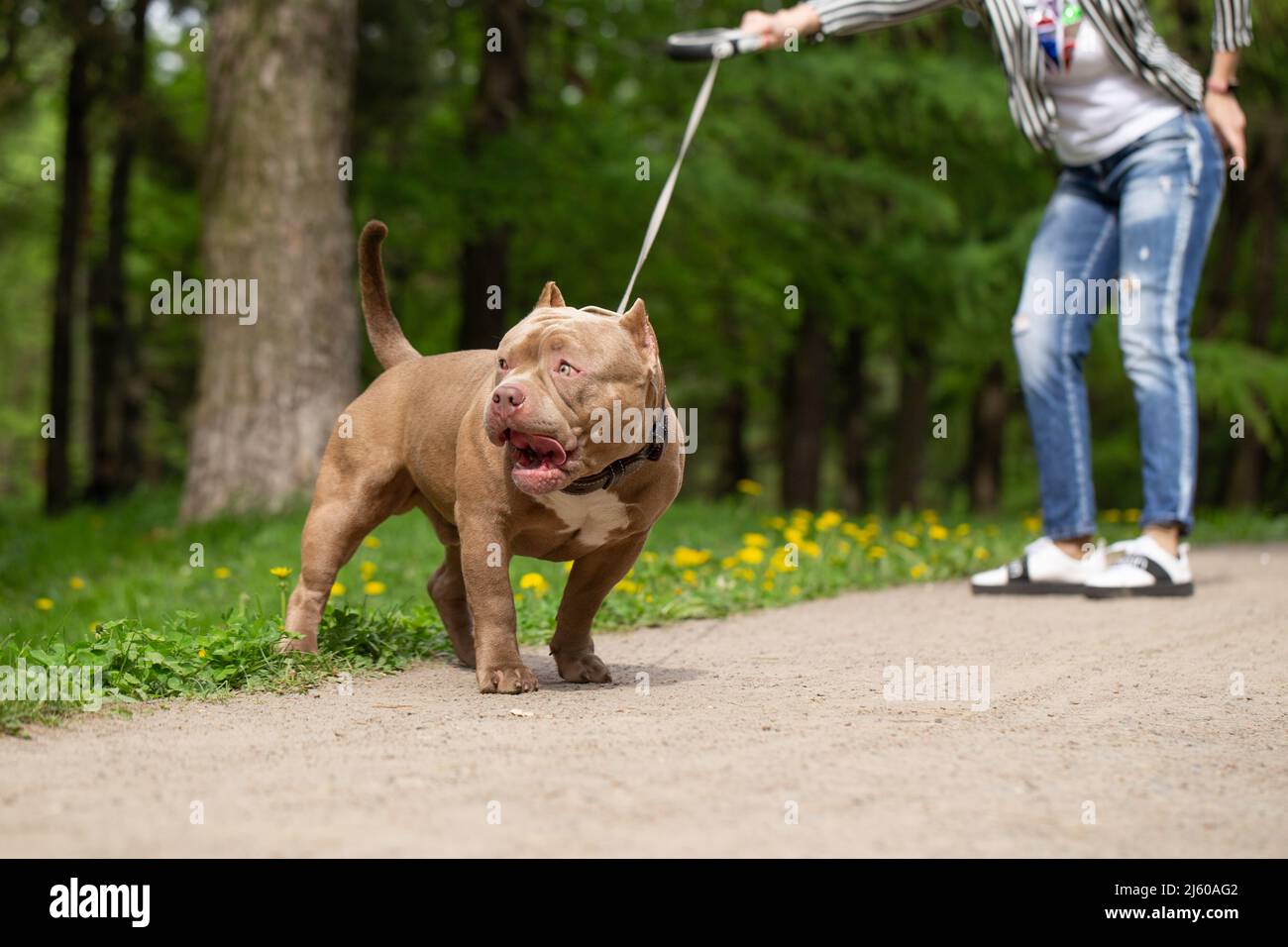 An American Bully dog on a walk in the park on a leash. Green grass and ...