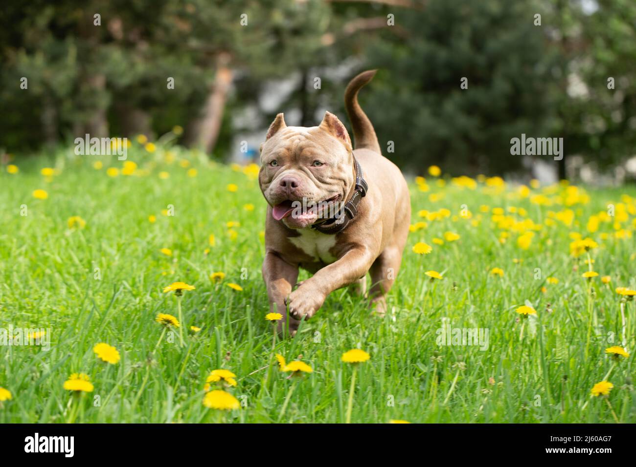 An American Bully dog runs through a summer meadow with green grass and ...