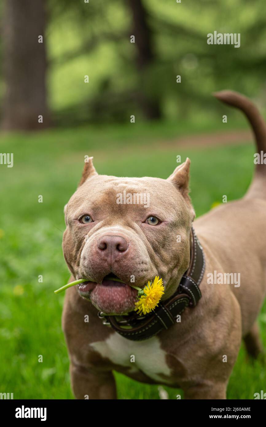 An American Bully dog with a dandelion flower in its mouth. Comic ...