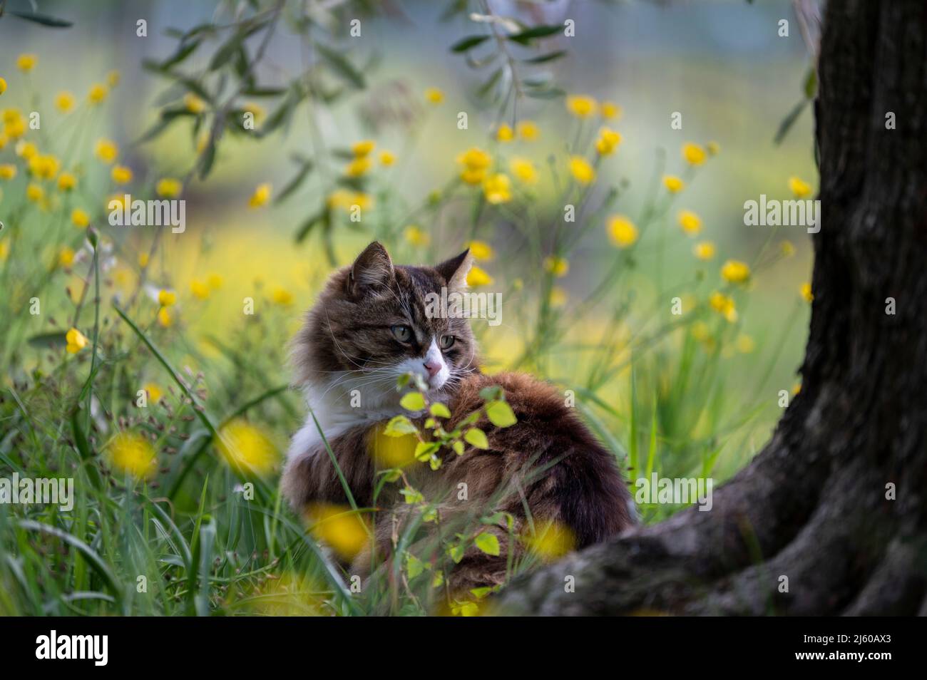 beautiful tabby cat sitting under a tree Stock Photo - Alamy