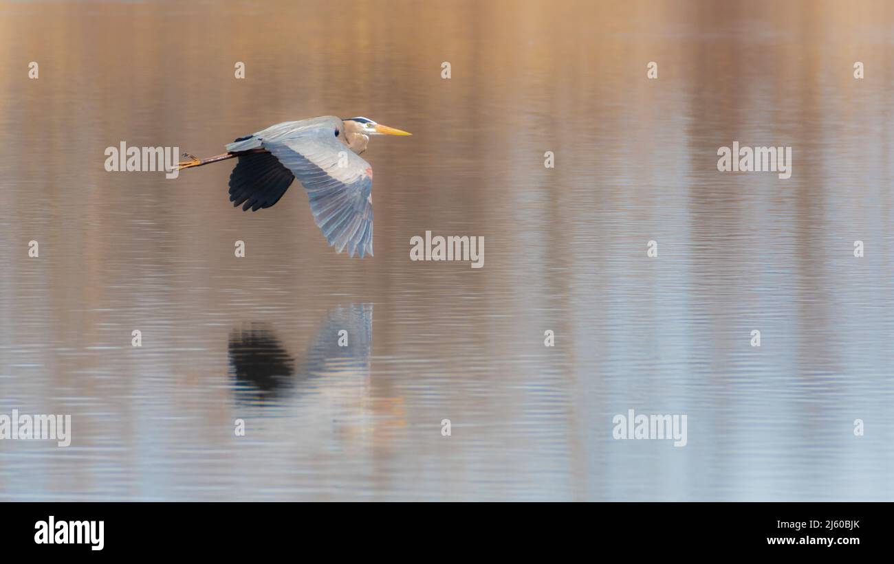 Flying bird over water with reflection hi-res stock photography and ...