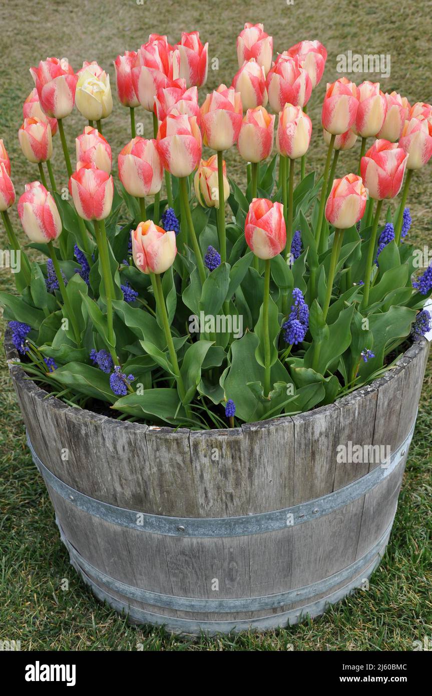 Beautiful pink and yellow striped tulips in old wooden barrel planter ...