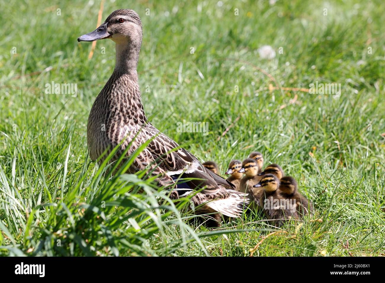 Following parents hi-res stock photography and images - Alamy