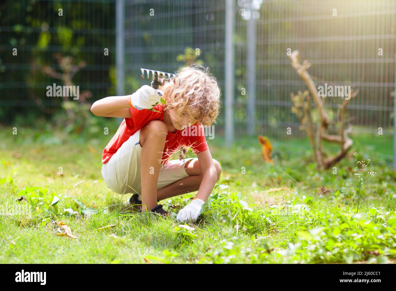 Family gardening. Kids help in the garden. Little boy pulling weeds in ...
