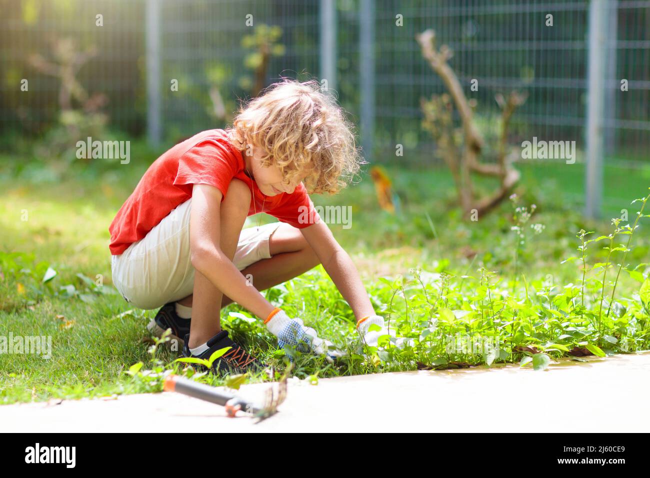 Family gardening. Kids help in the garden. Little boy pulling weeds in ...