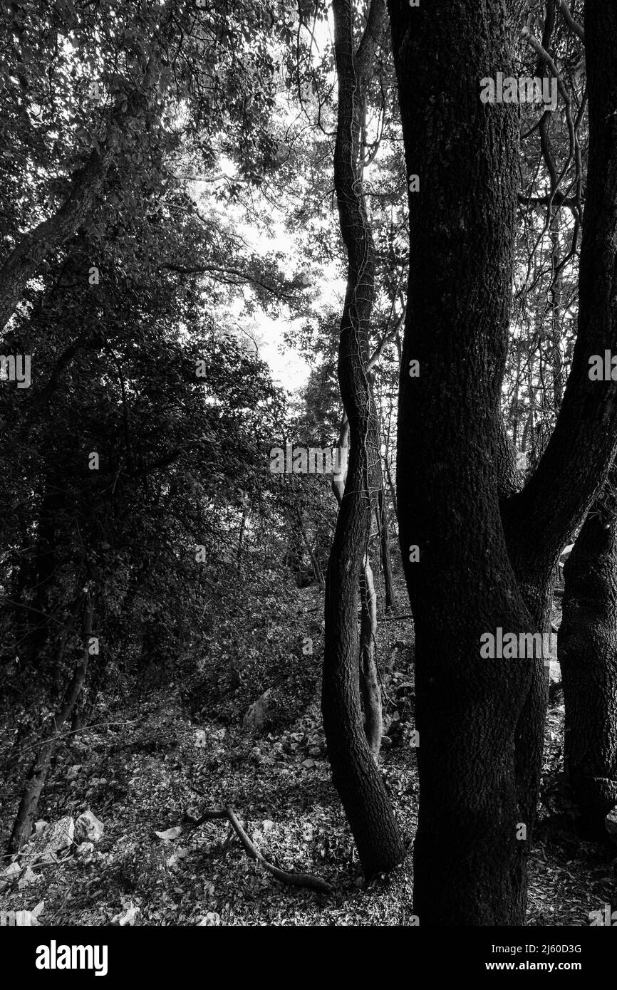 Lush forest trees in Black and White Stock Photos & Images - Alamy