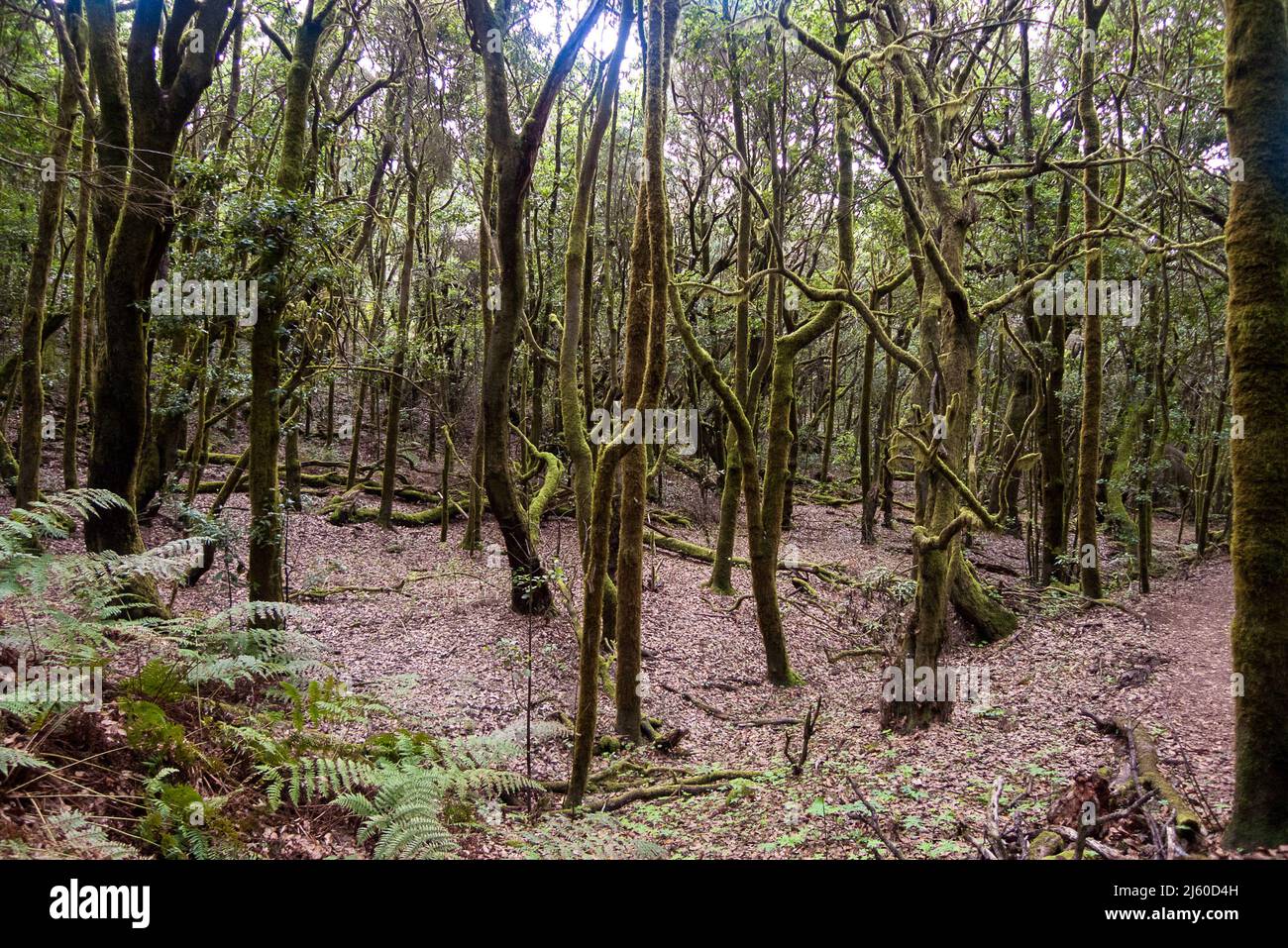 Garajonay national park hi-res stock photography and images - Alamy