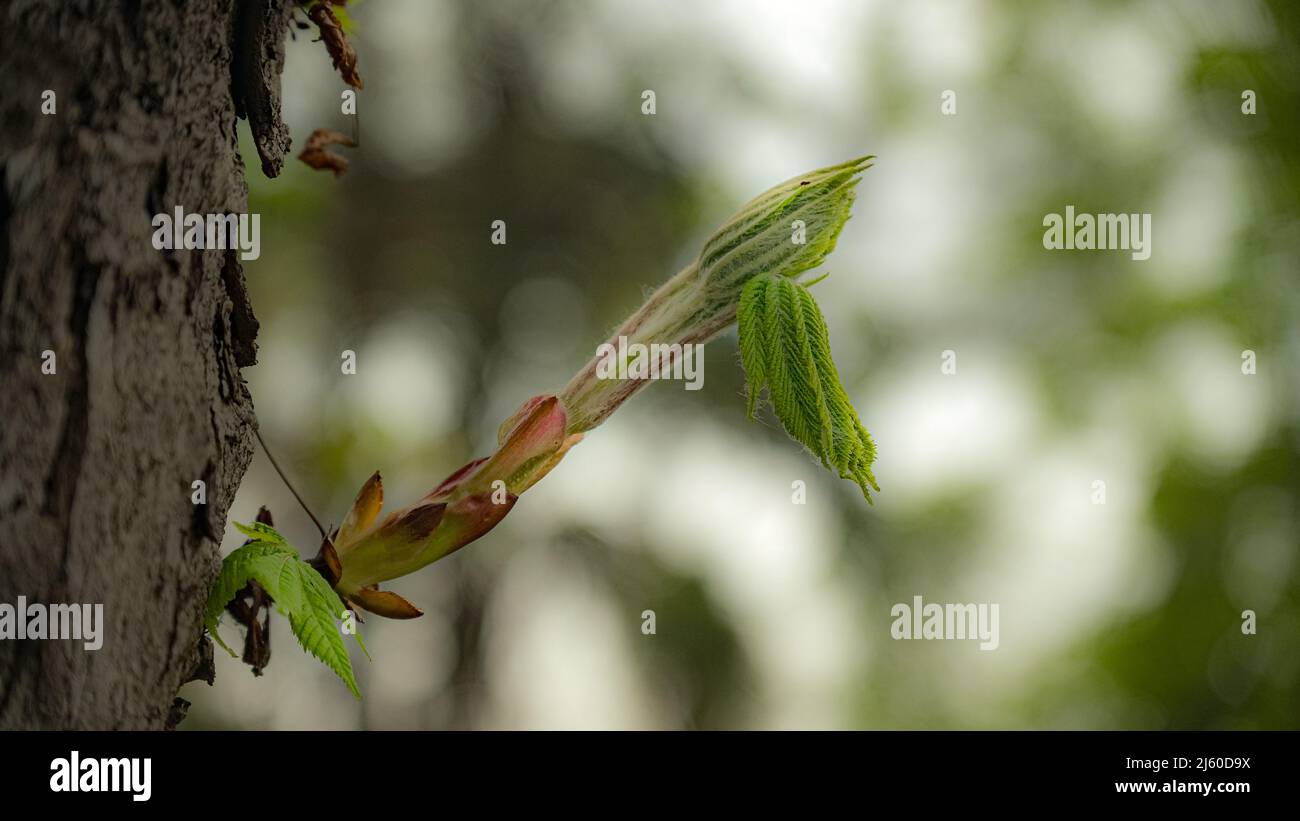 Chestnut shoot High Resolution Stock Photography and Images - Alamy
