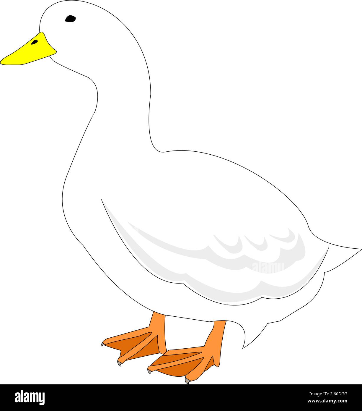 A white duck with white background Stock Photo - Alamy
