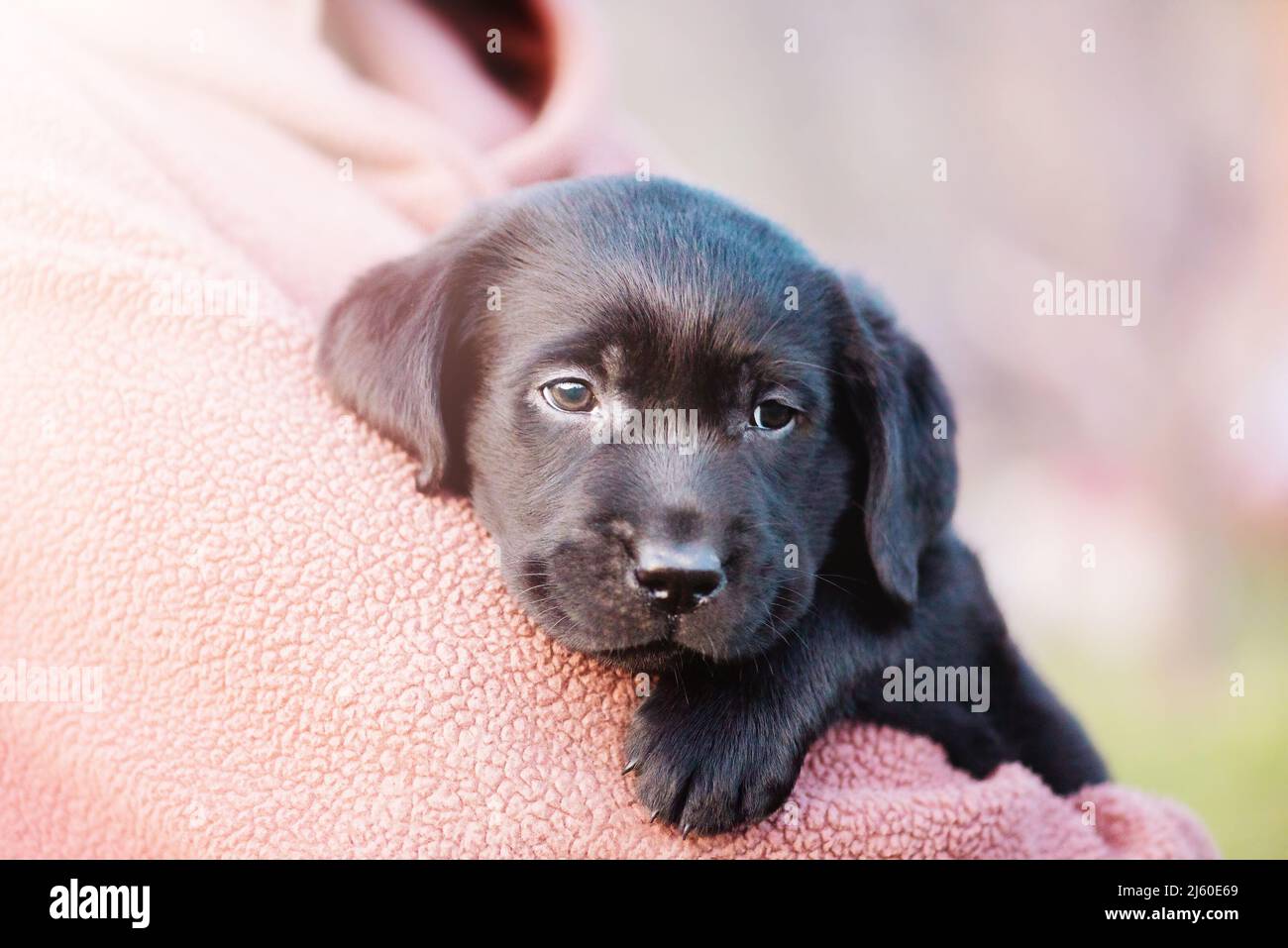 Labrador retriever puppy of black color on the hands of a woman with ...